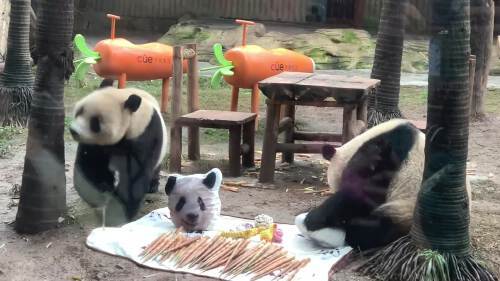 重庆动物园熊猫视频 这两个也耍开心了