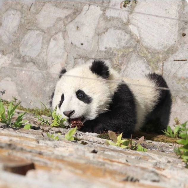 萳丣彧 