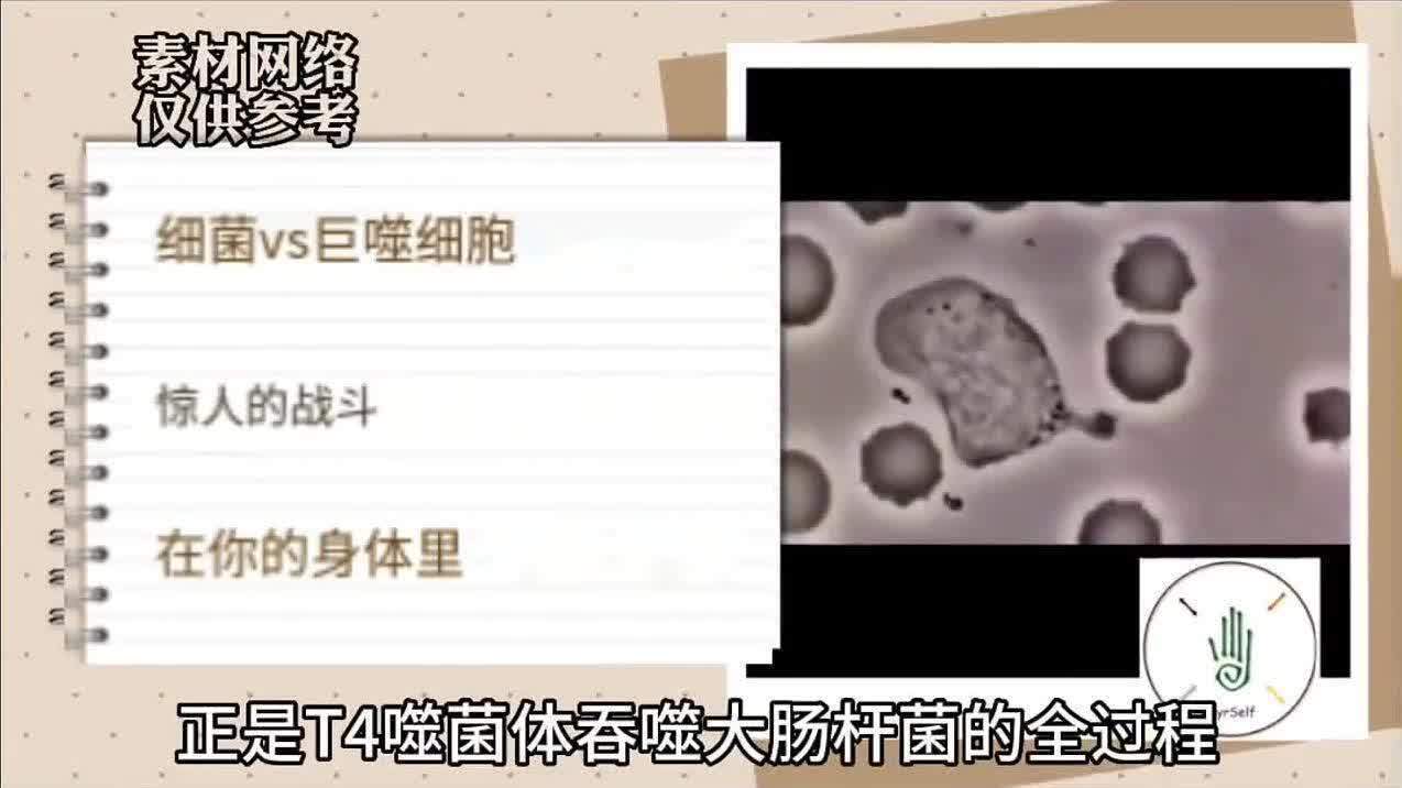 噬菌体吞噬大肠杆菌#免疫细胞 #生命科学 #免疫系统