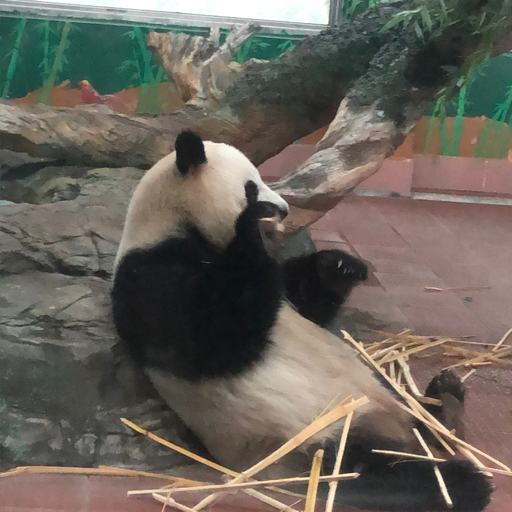 精致小宝 