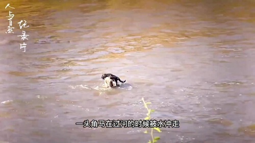 ...野生动物的呼唤,让我们一起用爱保护它们的家园,每一个微小的行动都...