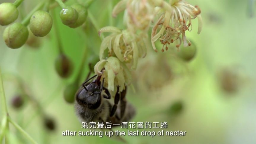 黑蜂的群舞: 蜜蜂采花蜜,用“舞蹈”传递信息,分工合作