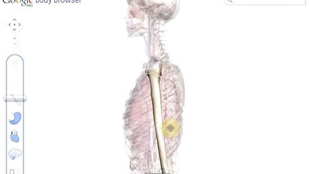 谷歌推出人体浏览器 可对人体模型进行3D浏览