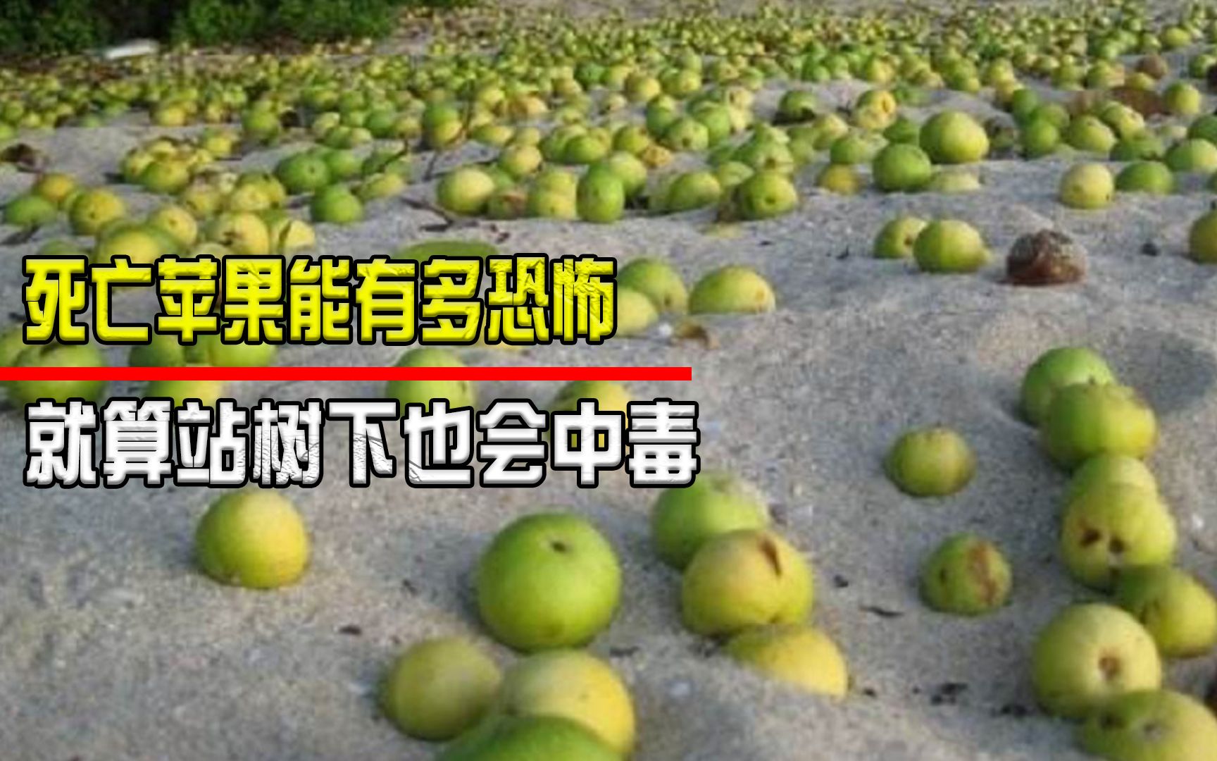 世界上最危险的死亡小苹果,吃一口立马休克,站在树下也会中毒!