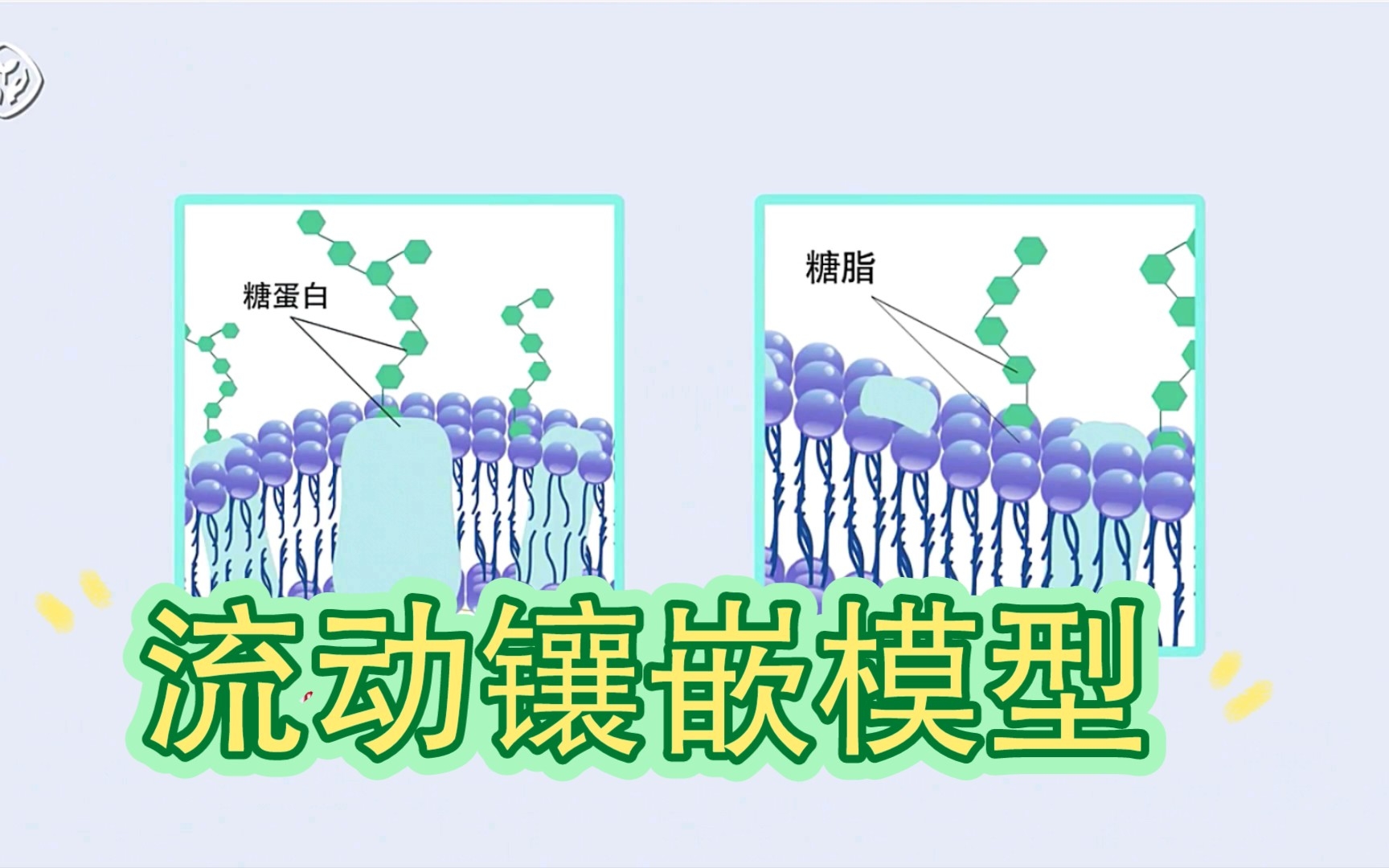 生物膜的流动镶嵌模型
