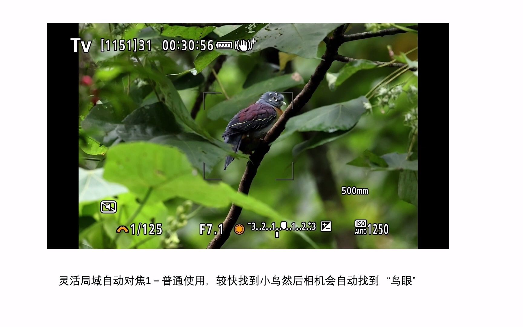 【油管搬运】佳能R7拍摄鸟类设置指南