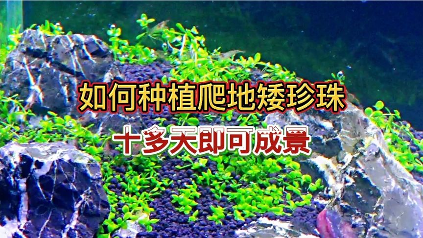 爬地矮珍珠新的种植方法,十多天即可成景