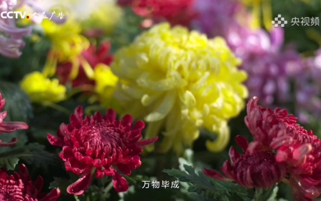 【CCTV公益传播】二十四节气系列公益广告《天地有节 风雅中华》(...