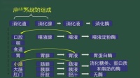 第二章第二节《消化和吸收》