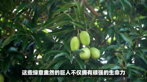 芒果树的热带奇遇:揭秘它们的生长环境与条件