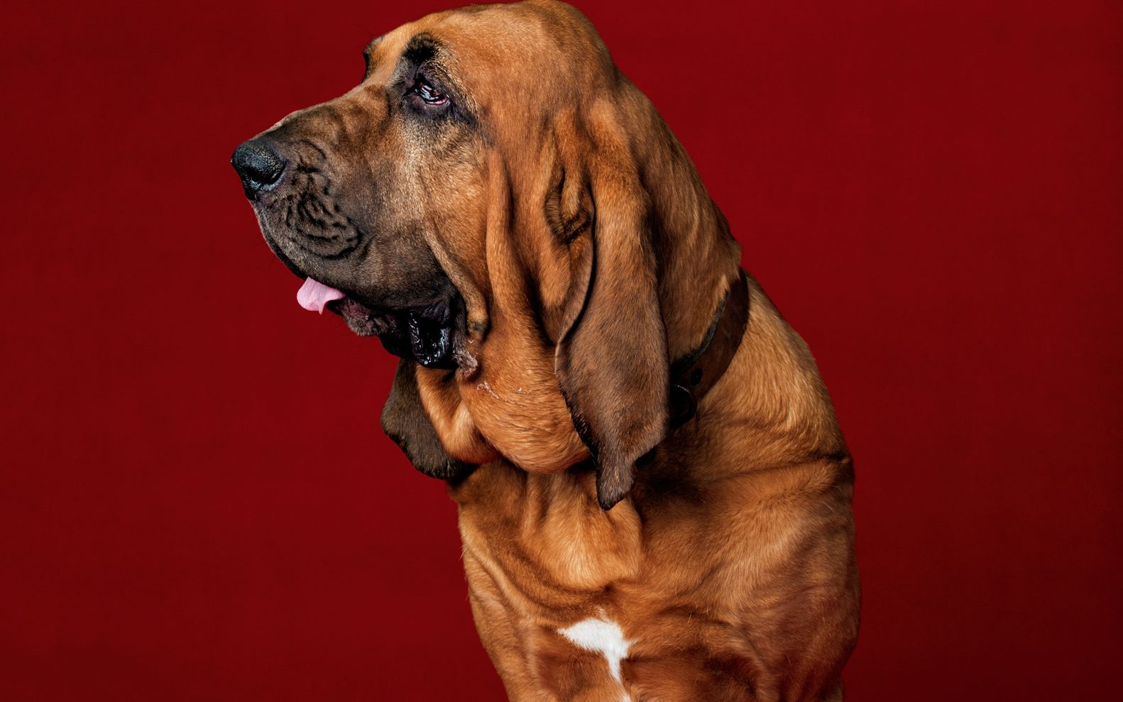 狗狗用屁股走路,你以为很好玩?