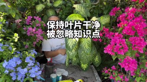 保持叶片干净养好花一个被忽略的知识点!叶子的作用和功能是什么?