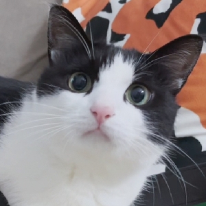 100多斤的小丸子 