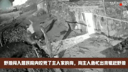 野狼闯入居民院内咬死了主人家的狗,狗主人急忙出来驱赶野狼