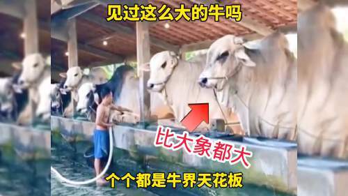要不是亲眼所见真不敢相信竟然还有这么大的牛大开眼界了