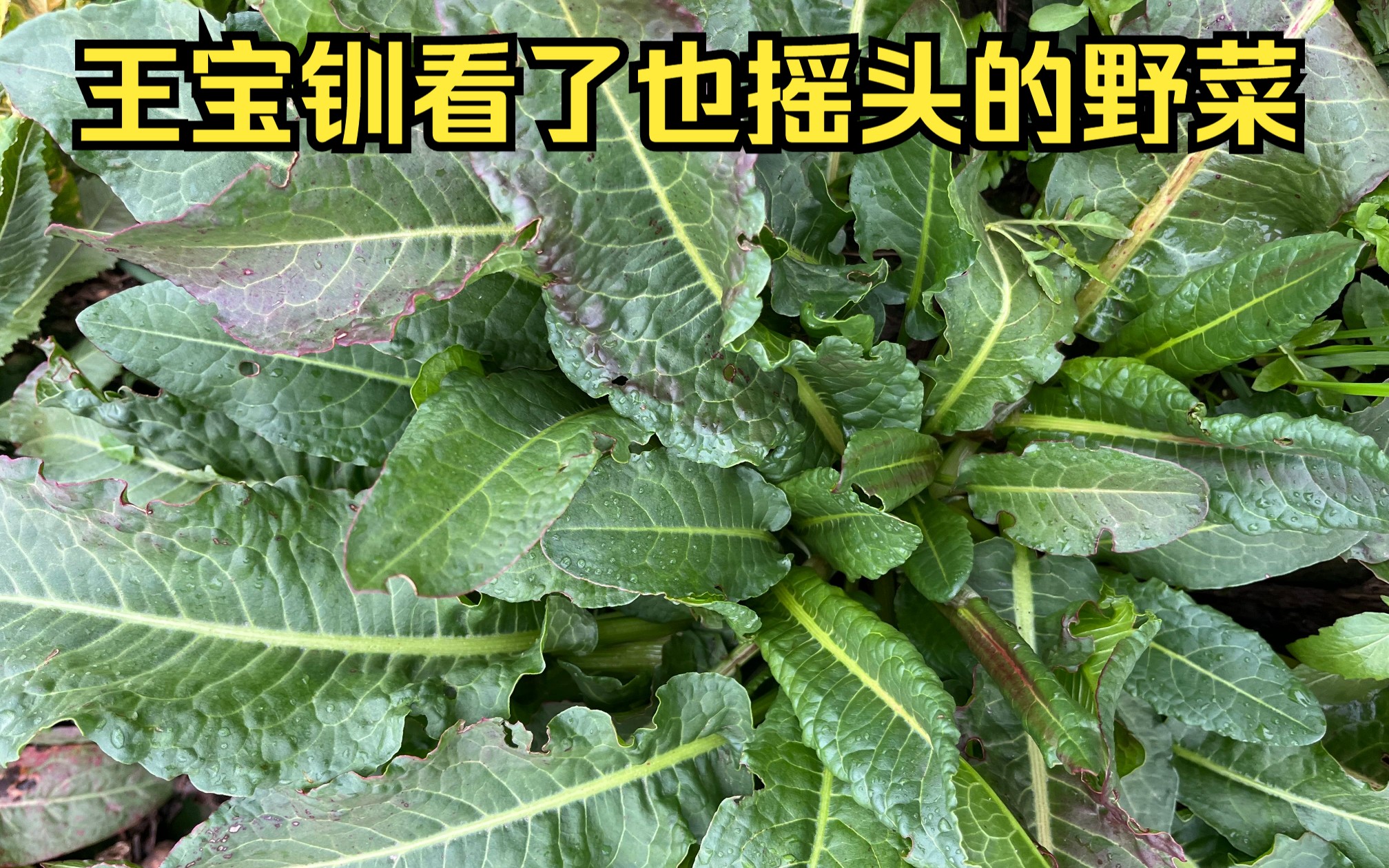 老牛看到绕道走,王宝钏来了也摇头的史上最难吃野菜土大黄