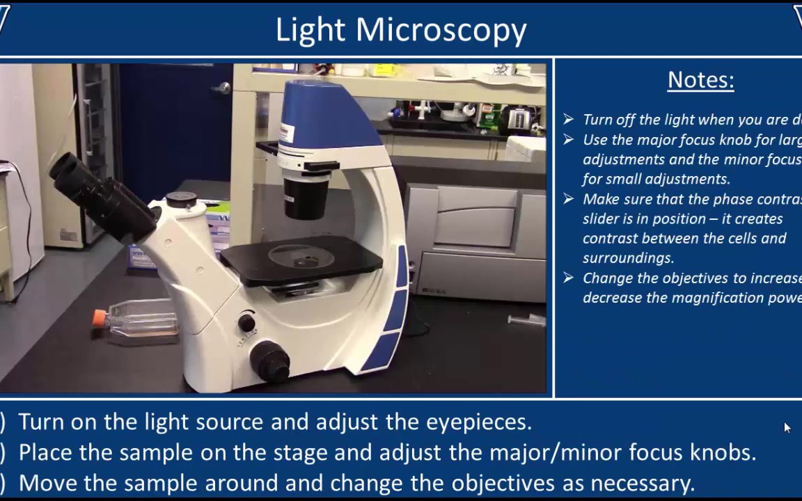 光学显微镜的使用 Light Microscopy