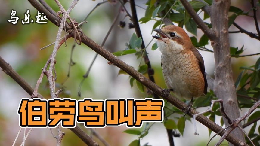 伯劳鸟叫声,这鸟会模仿其他鸟叫,来听听它是怎样叫唤的?