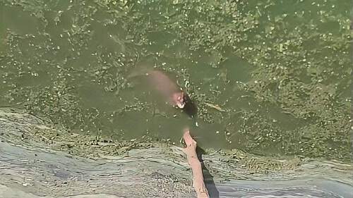 自家鱼塘惊现巨物!村民目睹罕见一幕,现场画面震撼