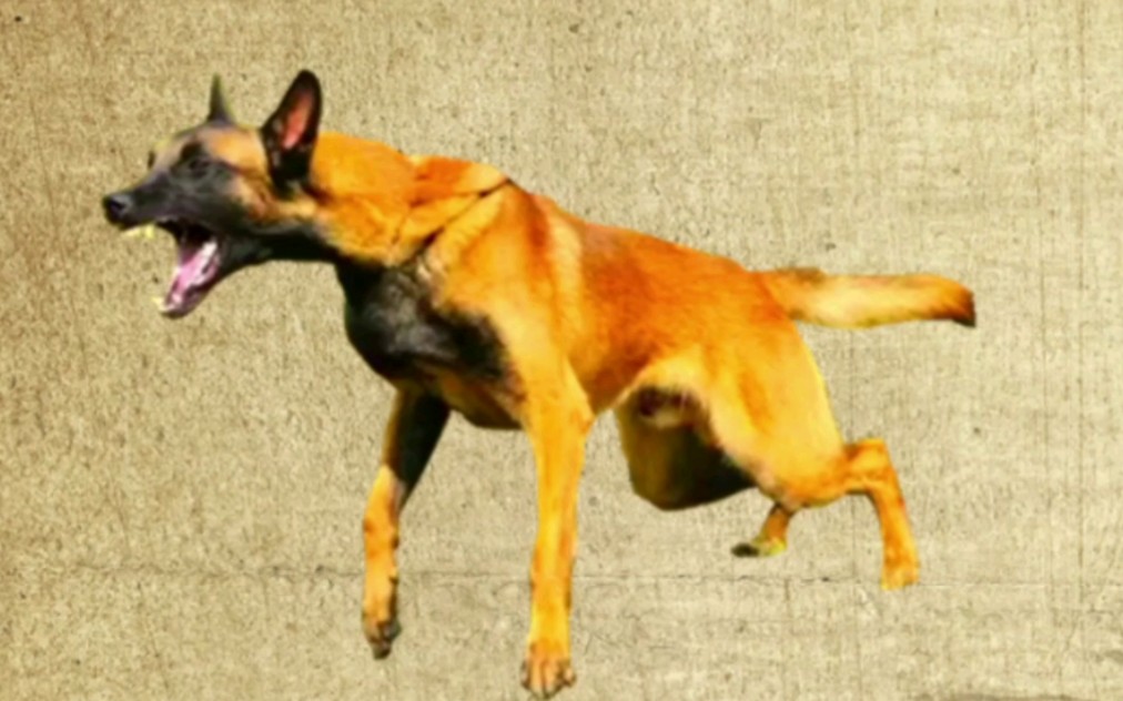 黑狼犬和马犬哪个更凶猛?哪个更守家?