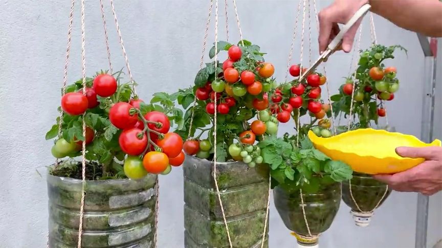 小番茄如何家庭种植,非常简单,只要掌握几个小技巧就行