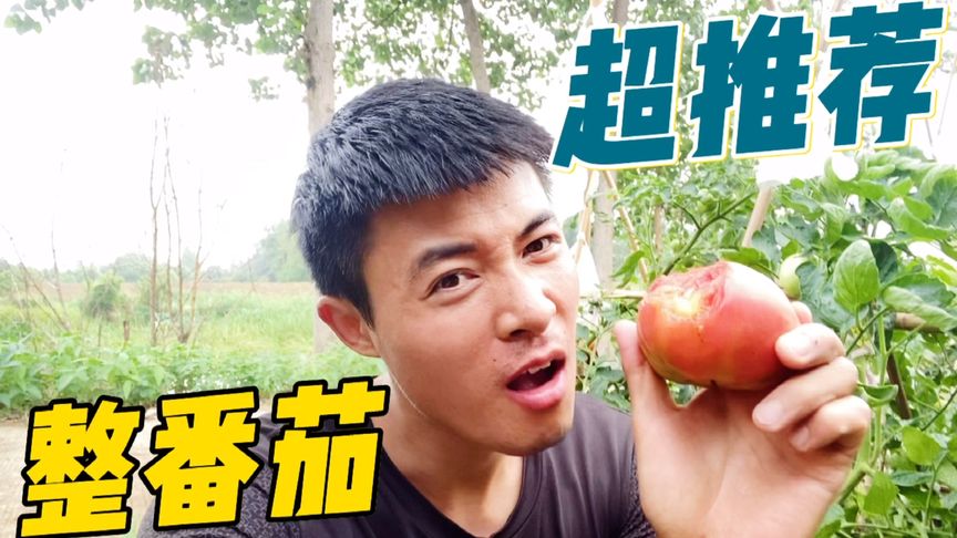 番茄为啥光开花不结果?看了老爷子的收获我默默拿起了剪刀!