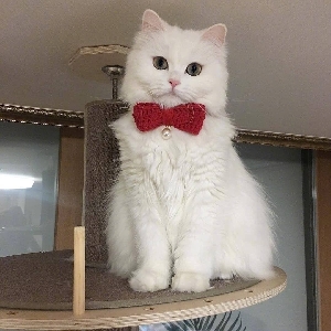 将死之时以水掩门 