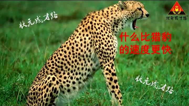 部编语文(五下)7 什么比猎豹的速度更快(朗读)