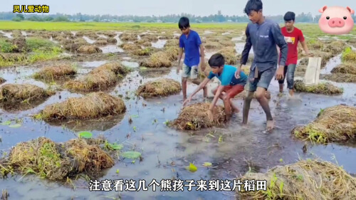 孩子们来到稻田抓鱼,随便翻开草堆就有鱼,最后竟收获满满回家