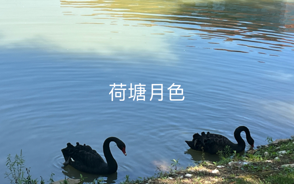 荷塘月色,一起朗读《荷塘月色》