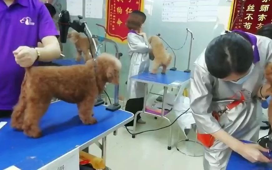 北京有哪些宠物美容学校还是不错的?要学多久?