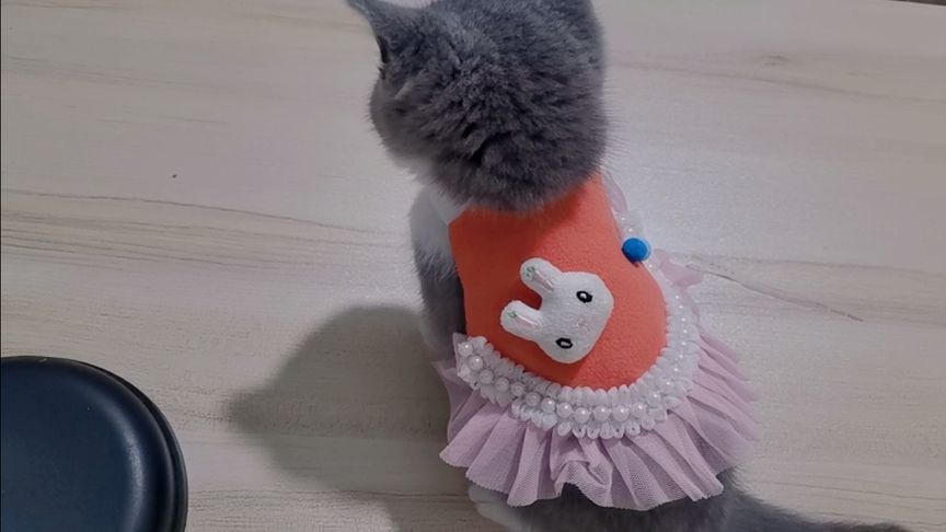 兔子猫猫狗狗衣服的制作过程