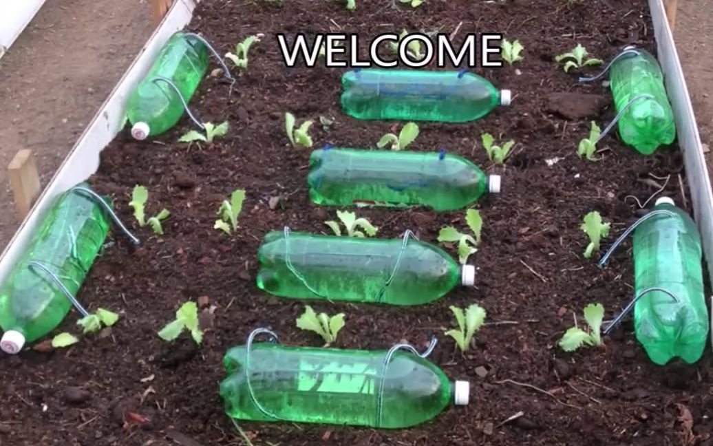 用矿泉水瓶diy浇水器