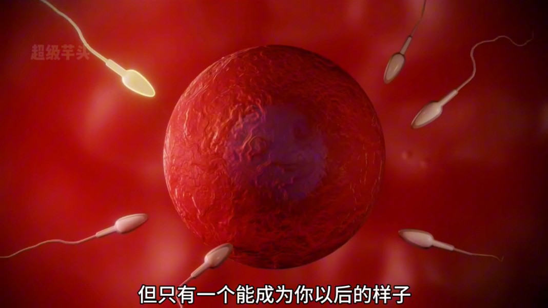 生命诞生的全过程到底有多神奇呢?