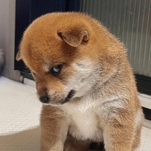 瑶音乐 