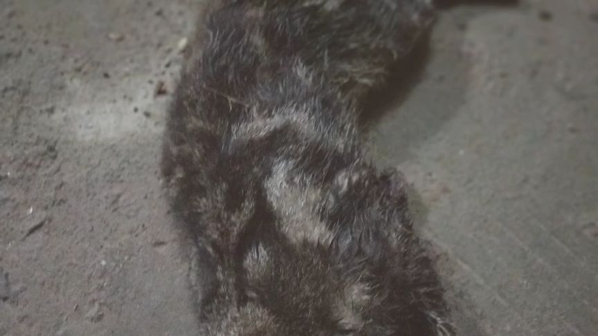 我家的猫给我家的狗咬死了