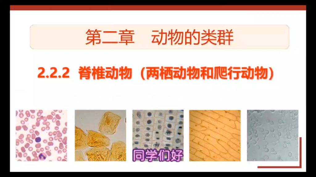 人教版初中生物七年级上册 1.2.2 脊椎动物(两栖动物和爬行动物) 微课...