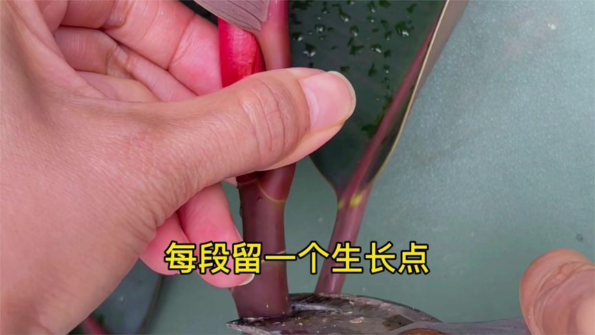 橡皮树这样扦插成活率高,长根快