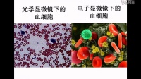 血液的组成和功能