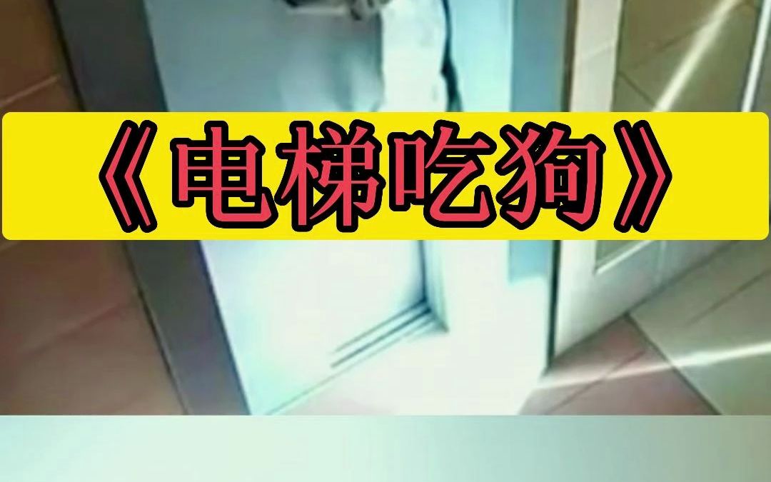 千钧一发:狗绳被电梯夹住,狗狗命悬一线惊心救援 #电梯 #安全 #狗绳