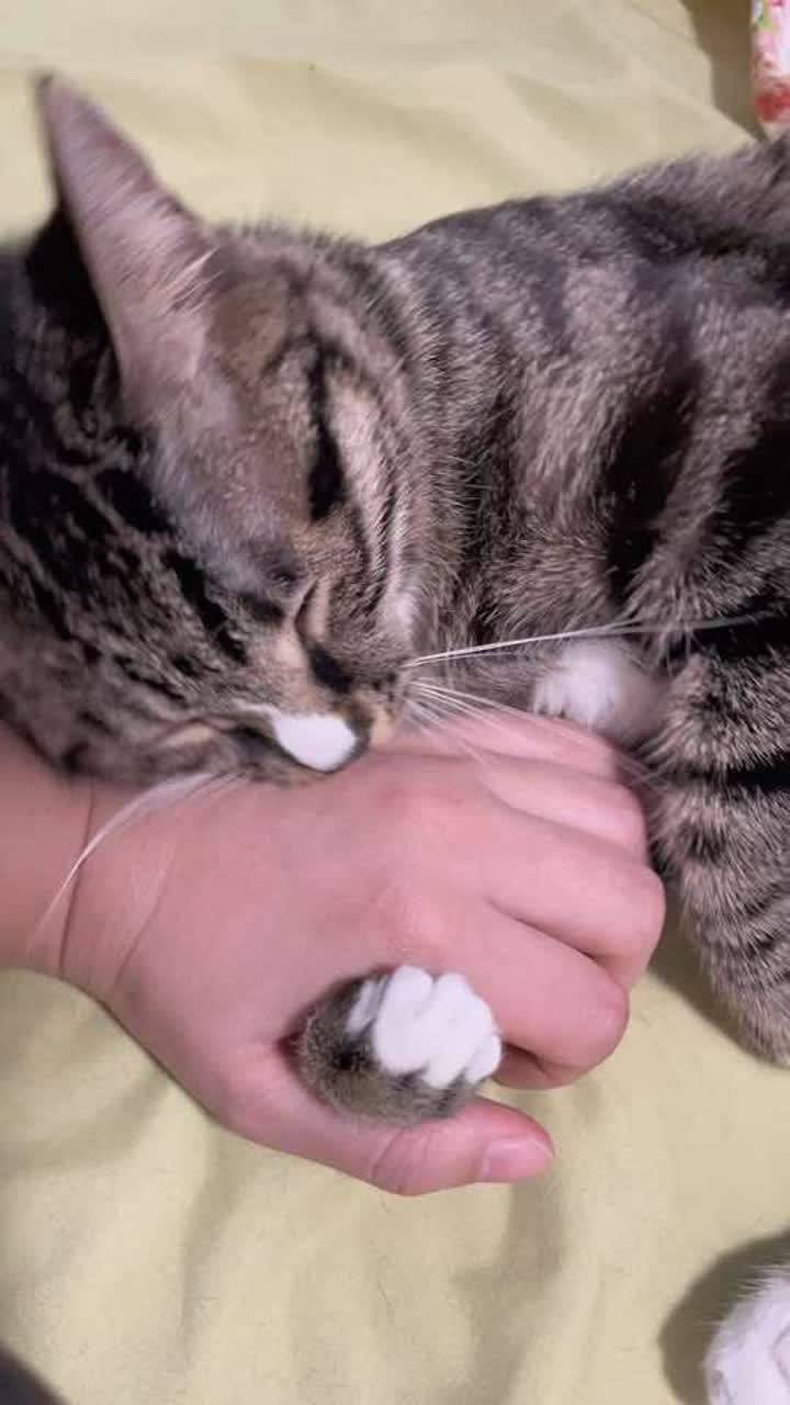 救命!这小猫怎么这么会撒娇～撒娇