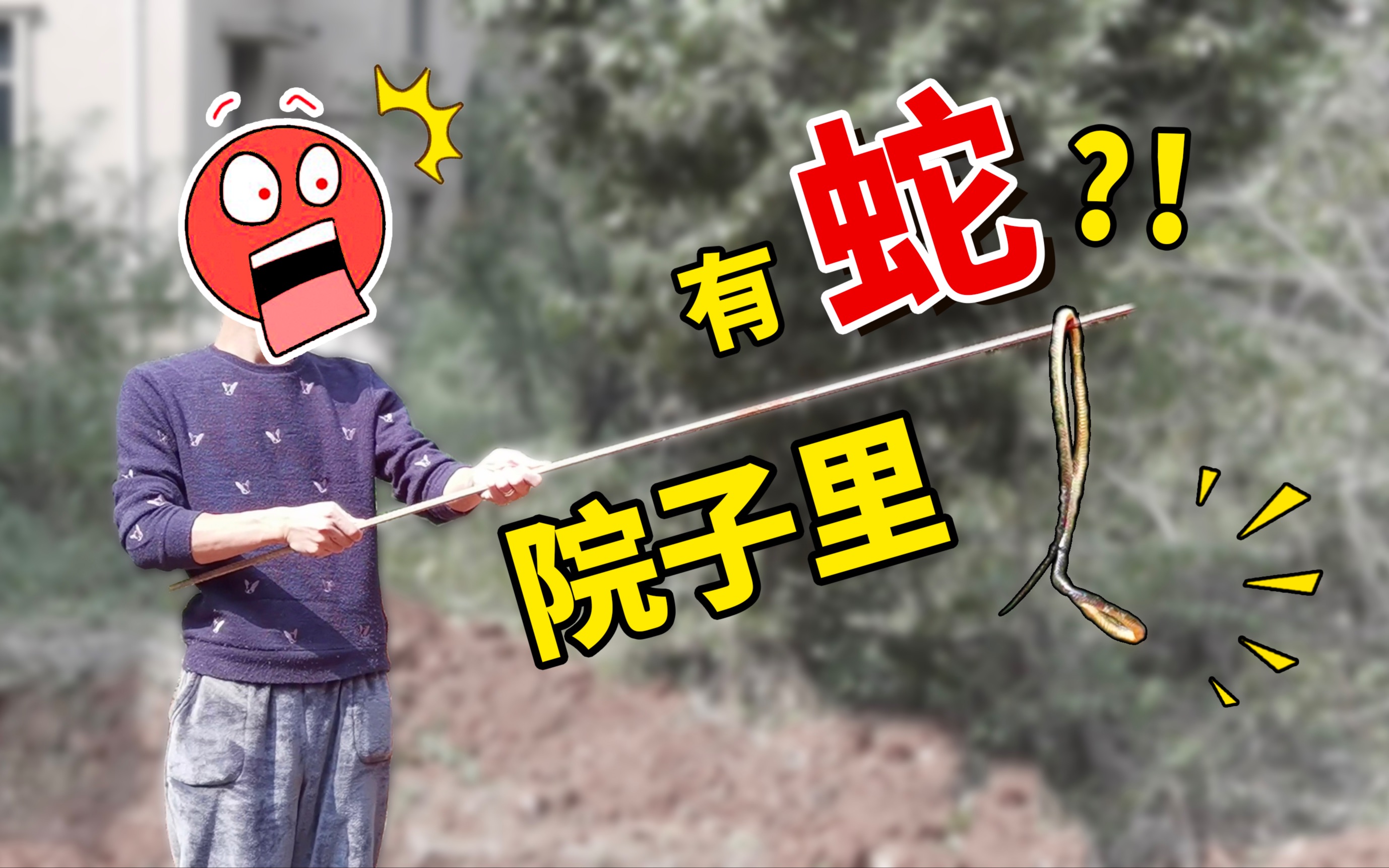 我家院子惊现一条蛇?老公:别靠近,有剧毒!【小短腿Duby】