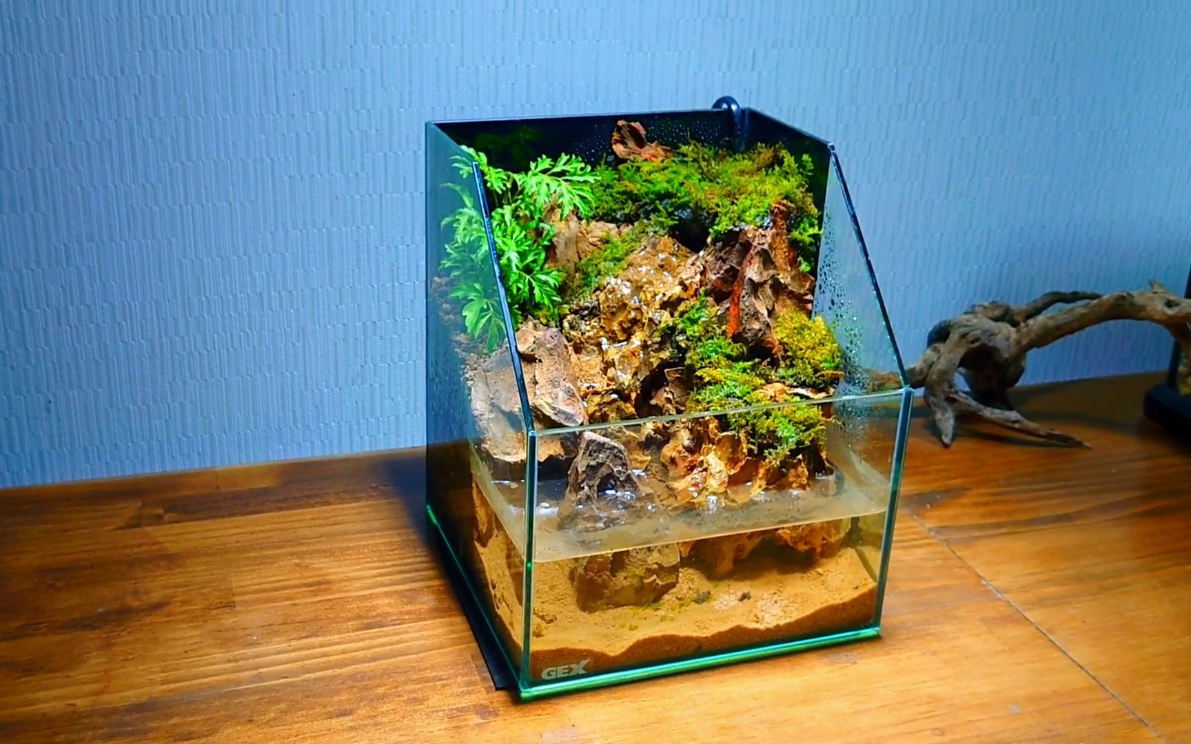 【水族】30cm松皮石小水陆缸开缸全过程