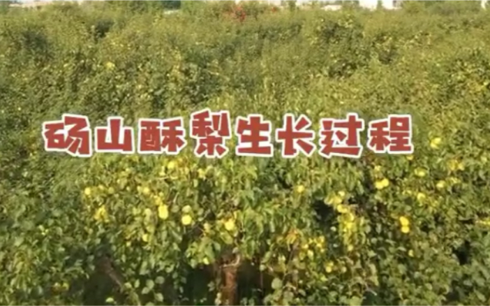 砀山酥梨·生长过程