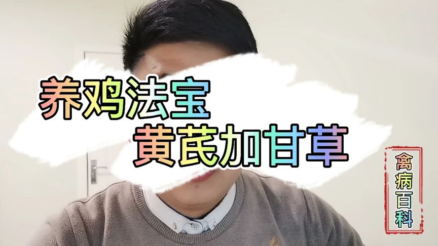 黄芪和甘草在养鸡中的神奇功效,养鸡人必看的财富密码!