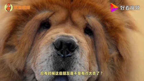 科普一下!6个价格昂贵的狗,只有富人才养的起