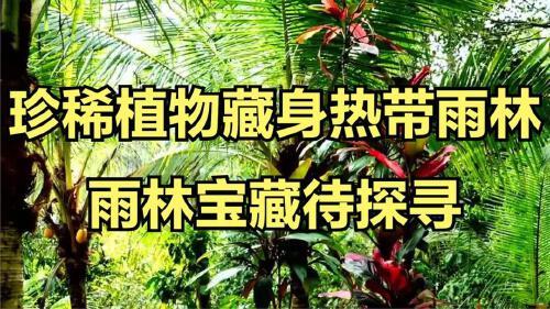 珍稀植物藏身热带雨林,保护意识需加强,雨林宝藏待探寻