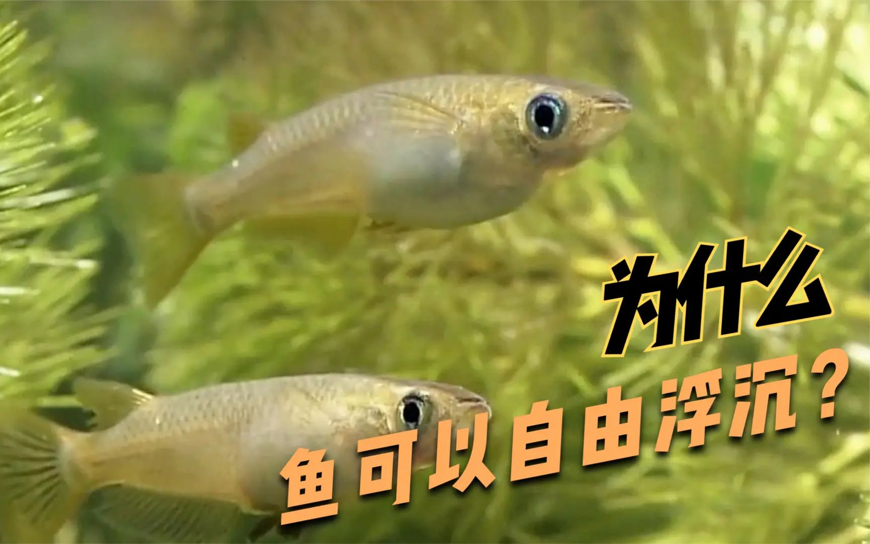 科普:为什么鱼可以自由浮沉?
