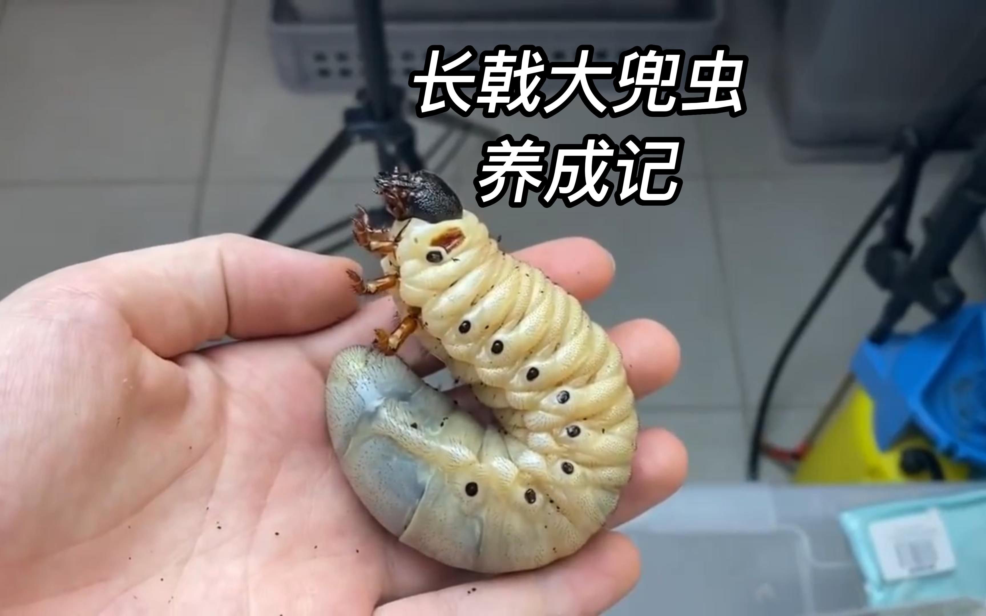 沉浸式观看长戟大兜虫的一生!【搬运】