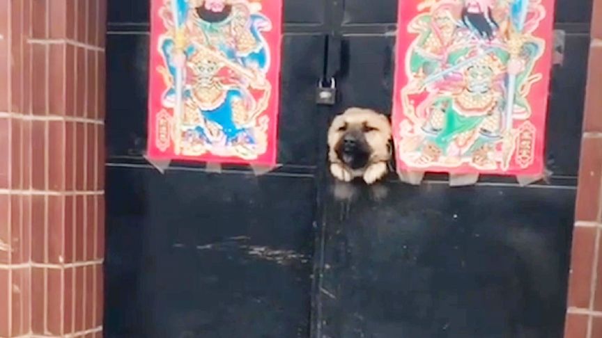 我家的门神不仅有灵魂,有时候还很萌